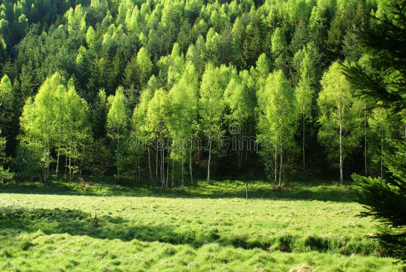 Forest Meadow with Wild Grasses. Stock Photo - Image of close ...