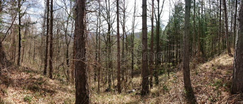 Forest Meadows stock photo. Image of area, meadows, autumn - 143141650