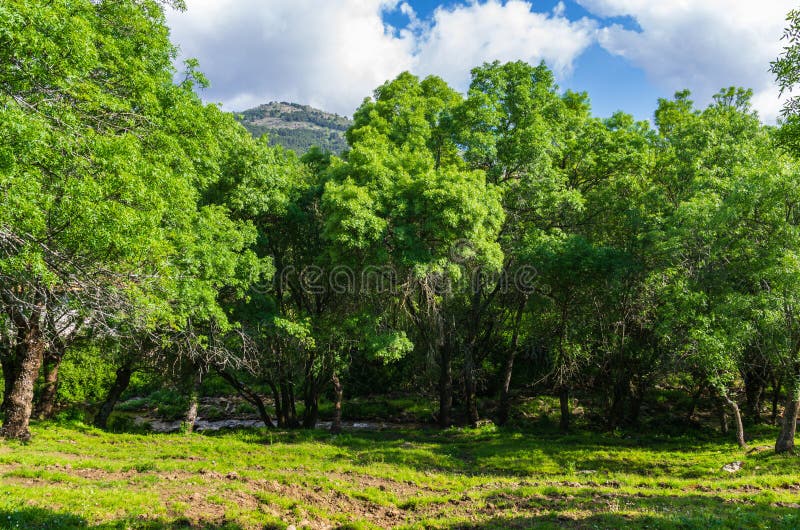 Forest, Meadows and Mountains in Spring Stock Photo - Image of mountain ...