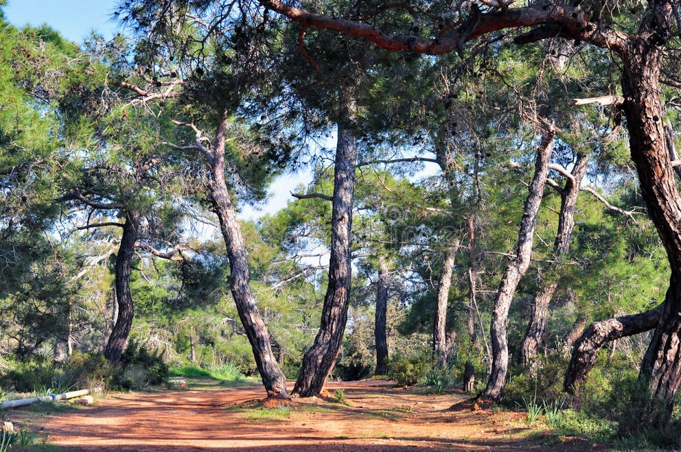 Forest stock photo. Image of road, cyprus, spring, sunny - 39073514