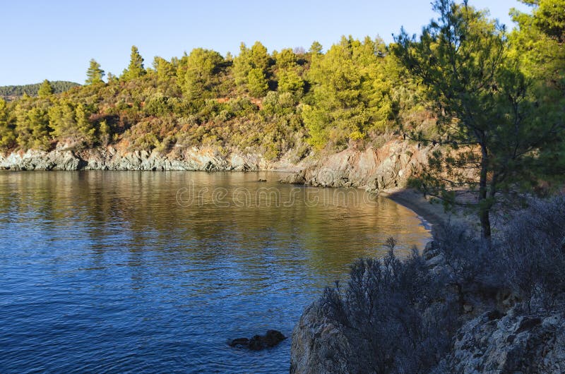 The forest meets the sea stock image. Image of meets - 41362051