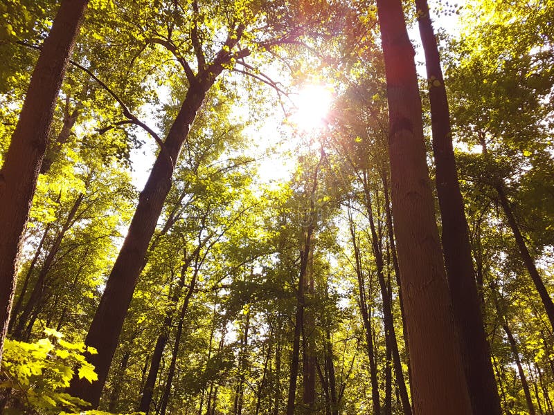 Forest stock image. Image of series, breaks, midday, trees - 97634471