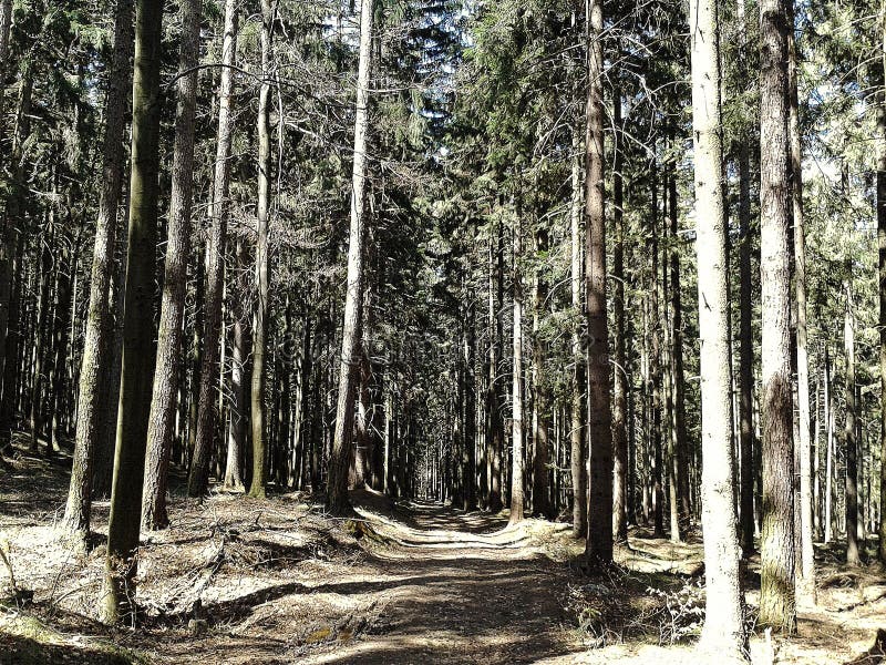 The Forest in the Midday Sun Stock Image - Image of midday, woods ...