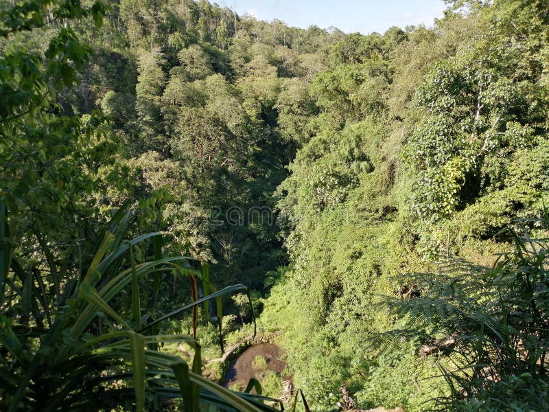 Forest of Bali stock photo. Image of vacation, bali - 247085248
