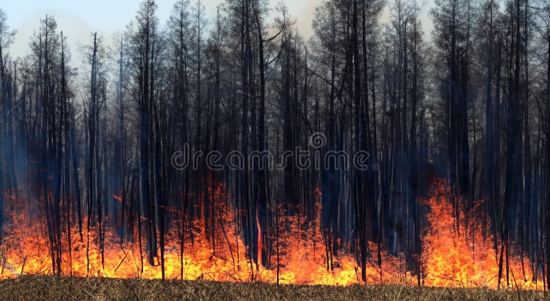 Forest in the Middle of Flames by Real Fire in High Resolution Stock ...