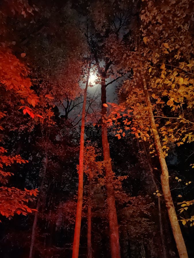 4,205 Midnight Forest Photos - Free & Royalty-Free Stock Photos from ...