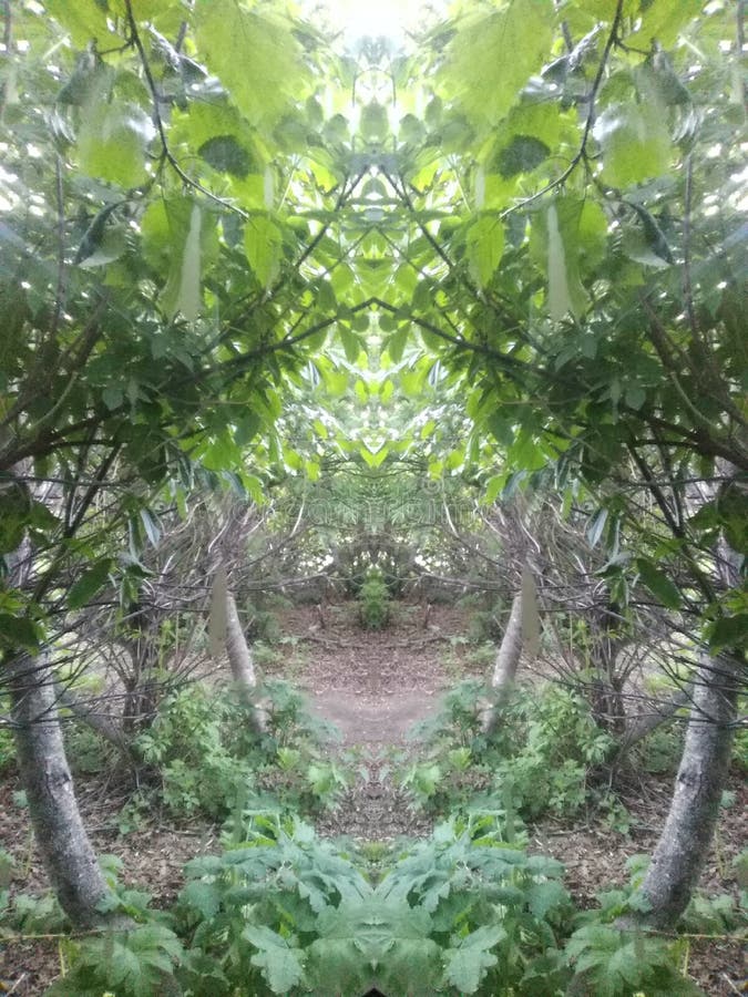 Forest Mirror Path stock photo. Image of woods, path - 104452442