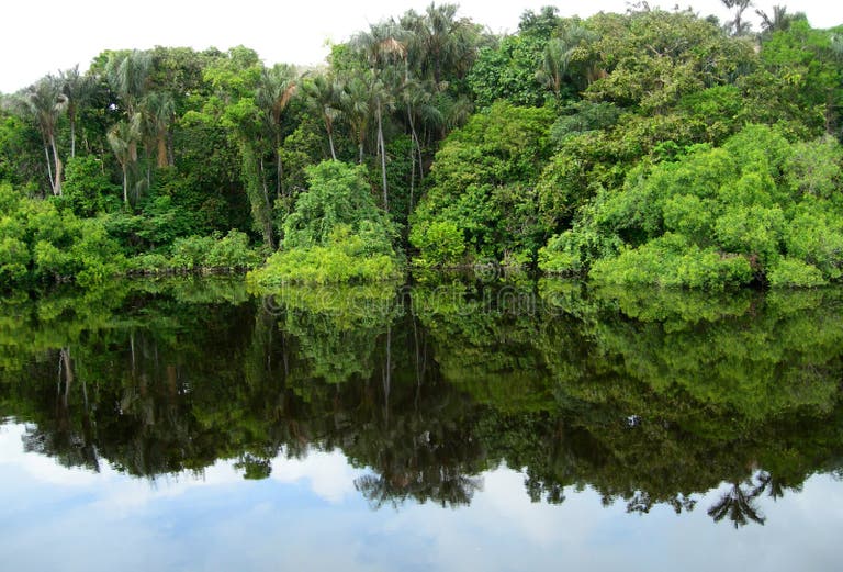 Forest Mirrored in a Lagoon on the Amazon Stock Photo - Image of ...