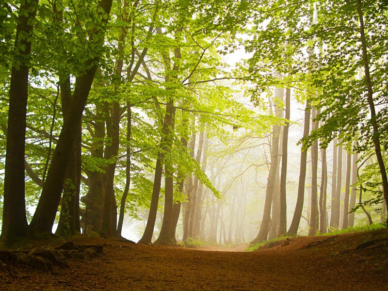 Spring Forest Path with Morning Sunbeams Stock Image - Image of dawn ...