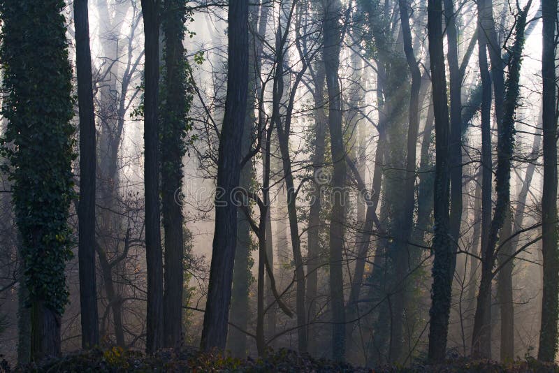 Forest in mist stock photo. Image of woods, solitude - 23444084