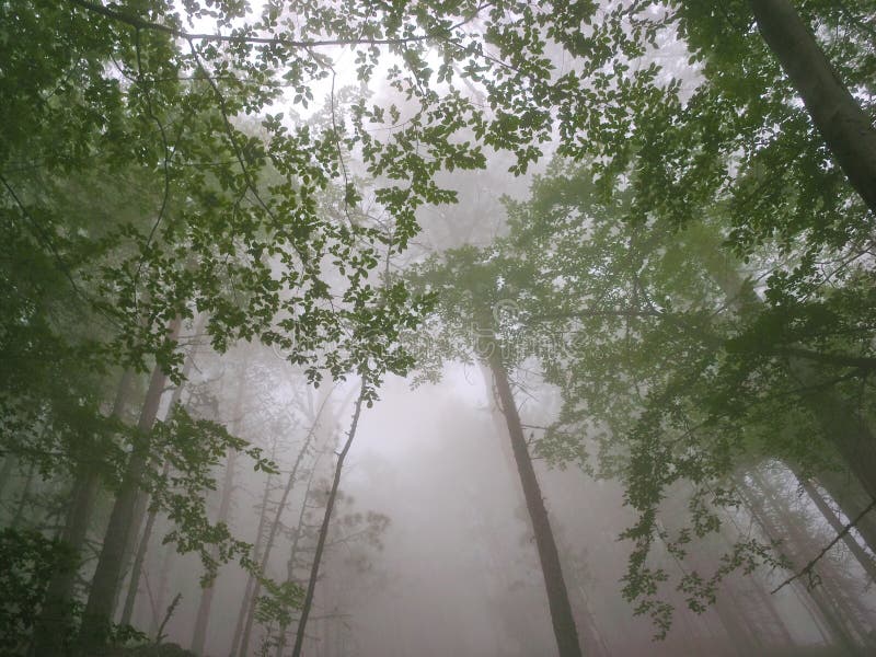 Forest mist stock photo. Image of forest, tree, moist - 8441830