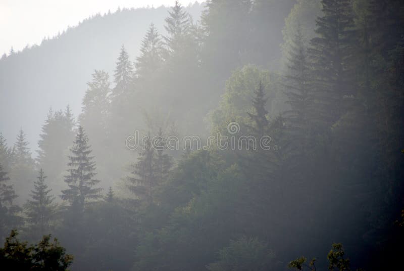 Forest in mist stock image. Image of branches, board - 50844069