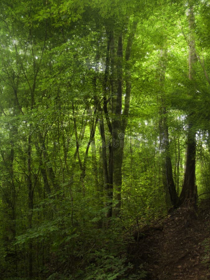 Forest in the Mist Double Exposure Stock Photo - Image of introduced ...