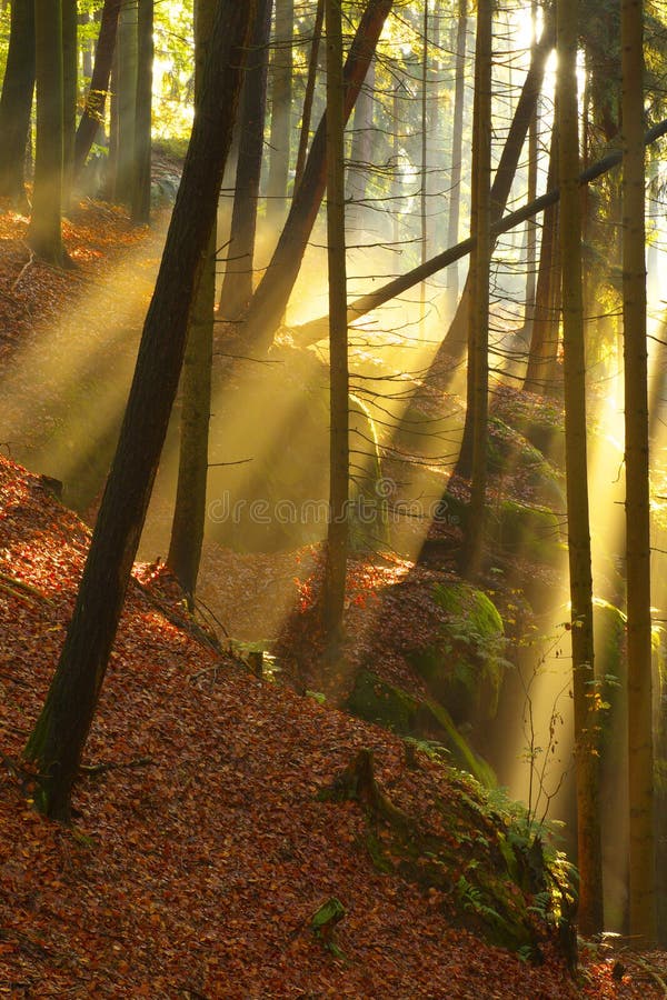 Forest stock image. Image of wood, autumn, beam, weather - 60711659