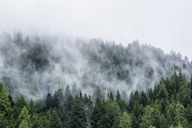 Forest in Mist, Low Clouds in Conifers Stock Image - Image of natural ...