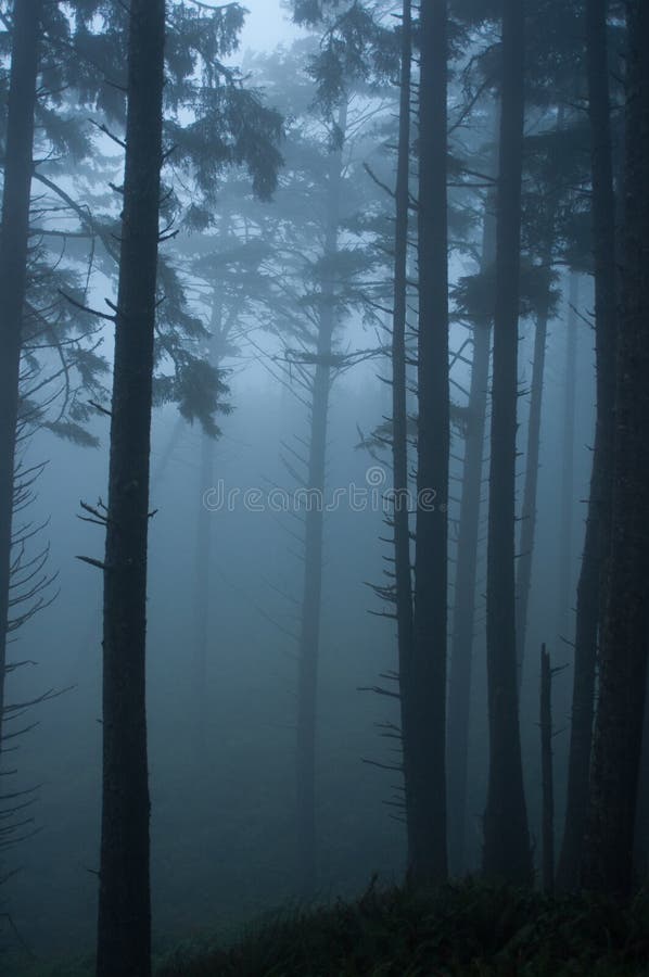 Mist in a Forest stock photo. Image of morning, silhouette - 19642164