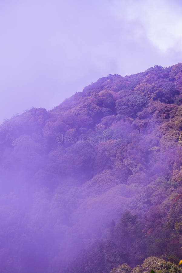 Forest with Mist in National Park Stock Photo - Image of mist, morning ...