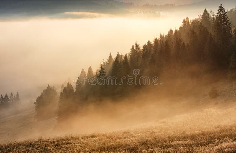 Forest with Mist and Sunlight, Tree Stock Photo - Image of mist, foggy ...