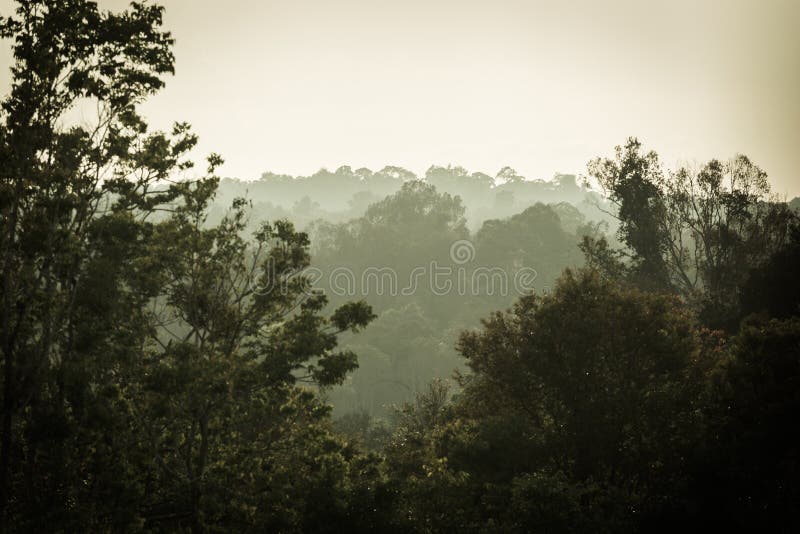 Forest in mist stock photo. Image of landscape, mountain - 88871942