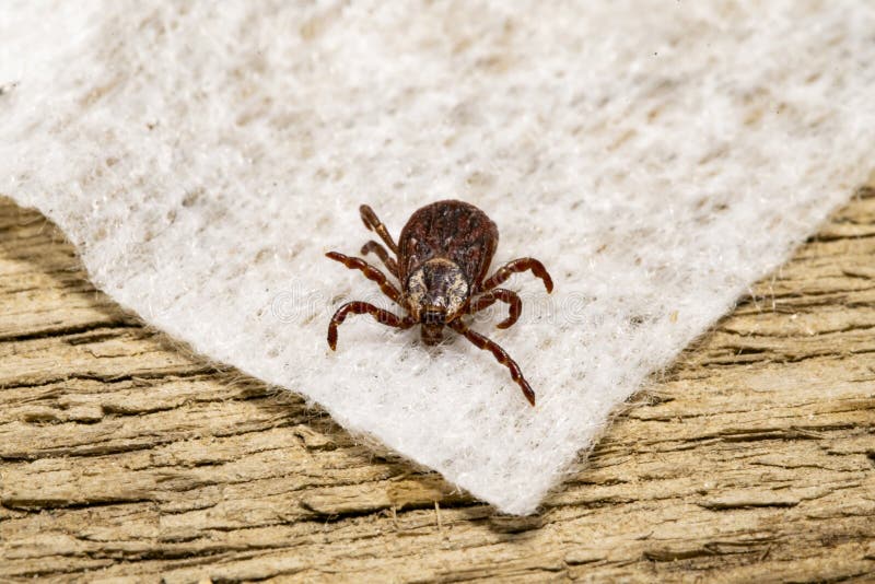 Forest mite on the fabric stock image. Image of peddler - 247021411