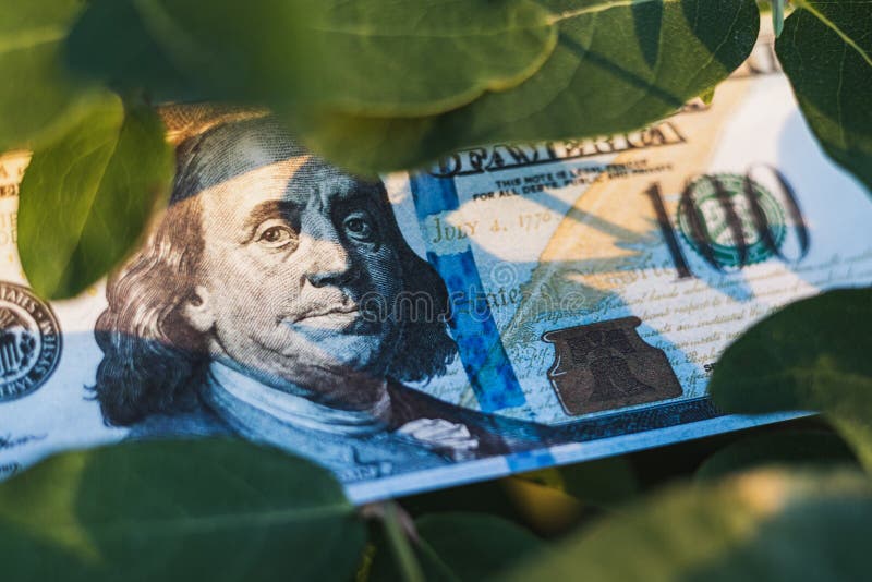 Forest Money, Look Out of the Forest. Money and Nature Stock Photo ...