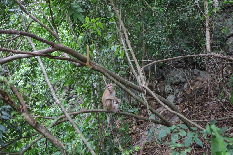 Top View of Forest Monkey, Focus Selective Stock Image - Image of ...