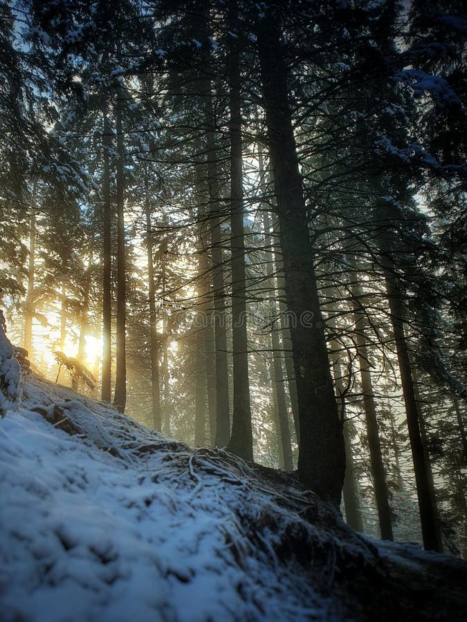 Forest mood stock image. Image of snow, trees, mood - 270879643