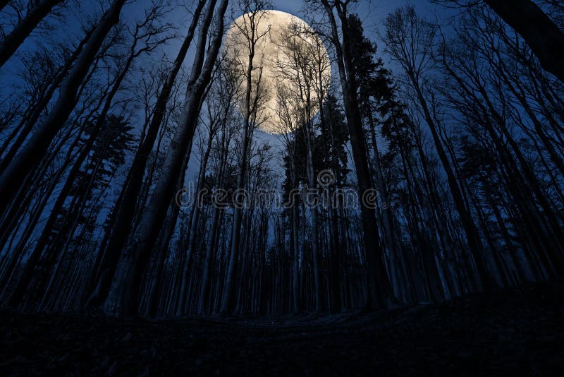 Forest and moon stock photo. Image of plant, heaven, morning - 47666370