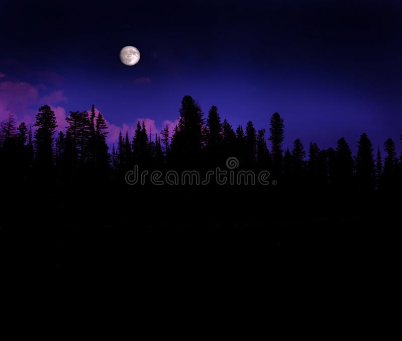 Forest Moonrise stock photo. Image of moonlight, outdoors - 3923048