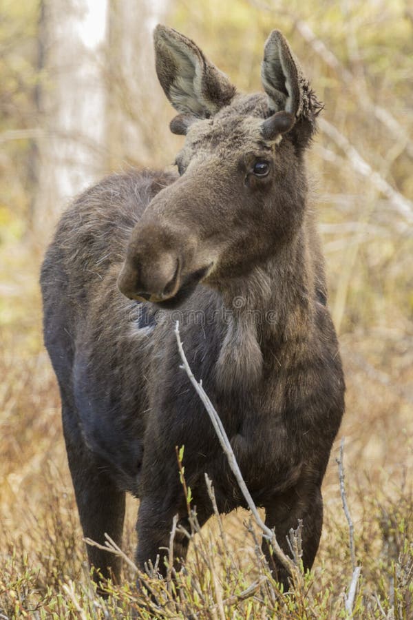 Forest Moose stock photo. Image of moose, trees, spring - 94143262