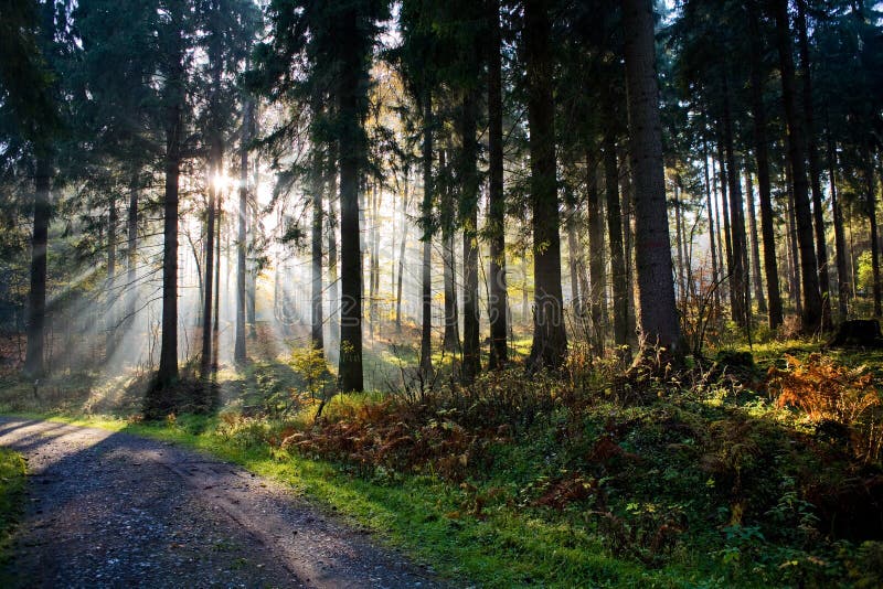 Forest in the morning stock image. Image of forest, woods - 7521977