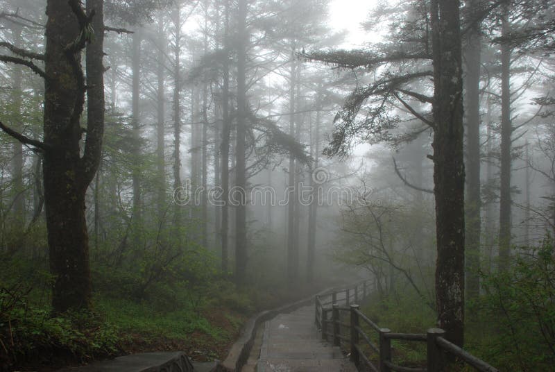 Forest in Morning Fog stock image. Image of forest, outdoors - 5364165