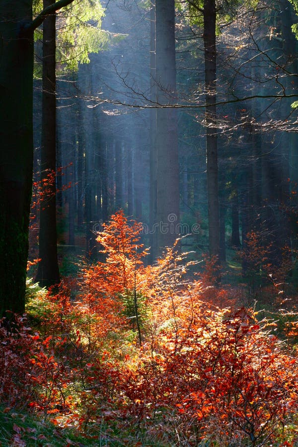 Forest and the Morning Light Stock Image - Image of outdoors, forest ...