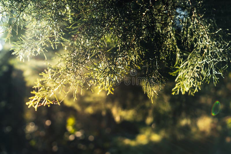 Forest in the Morning Light and Fog on Trees Stock Image - Image of ...