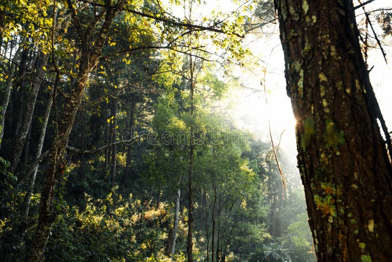 Forest in the Morning Light and Fog on Trees Stock Photo - Image of ...