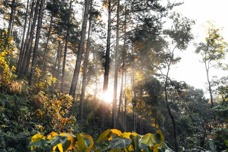 Forest in the Morning Light and Fog on Trees Stock Photo - Image of ...