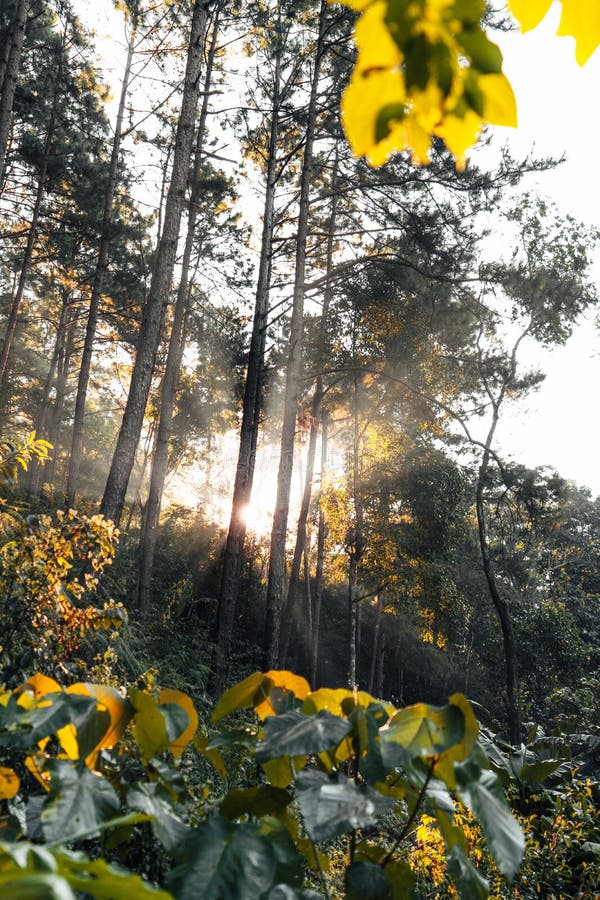 Forest in the Morning Light and Fog on Trees Stock Photo - Image of ...