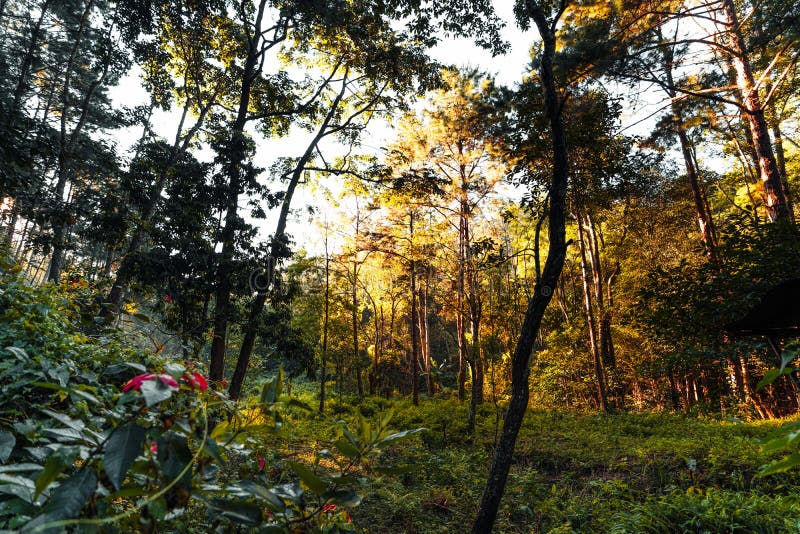 Forest in the Morning Light and Fog on Trees Stock Photo - Image of ...