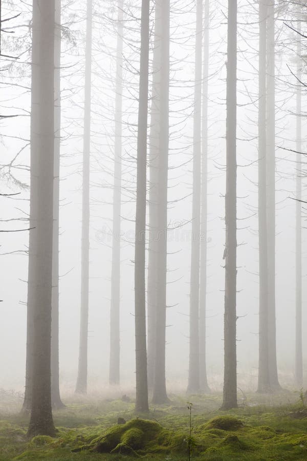 Forest with morning mist stock image. Image of scene - 18947945