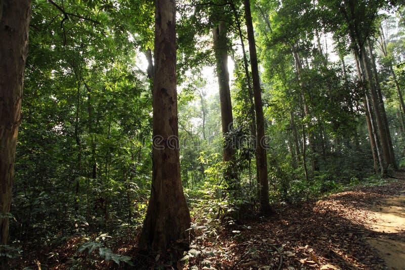 Forest stock image. Image of destinations, tranquility - 48879395