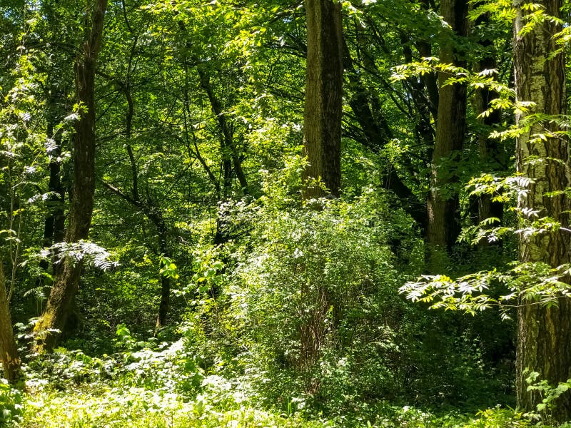 Forest in the Morning, Forest in Spring Stock Photo - Image of green ...