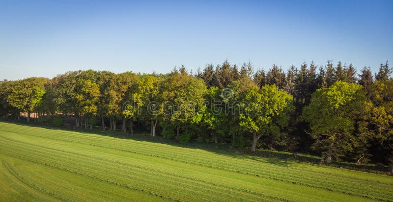 Forest in the morning sun! stock image. Image of yellow - 148840065