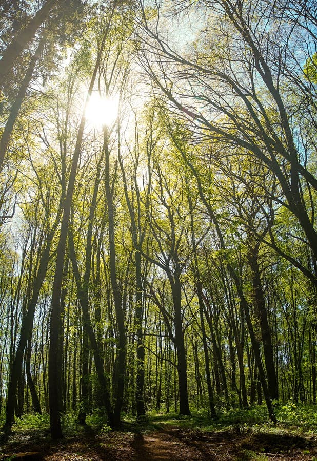 Forest in the Morning with Sunlight Stock Image - Image of natural ...