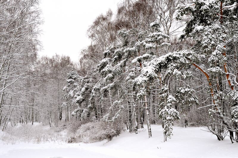 Forest in Moscow after Heavy Snow Stock Image - Image of russia, moscow ...