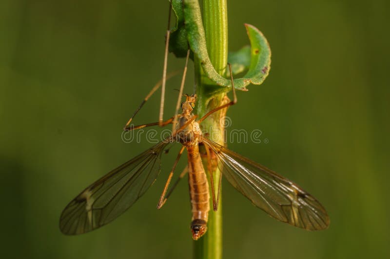 Forest Mosquito in the Natural Environment, Macro, Close-up Stock Photo ...