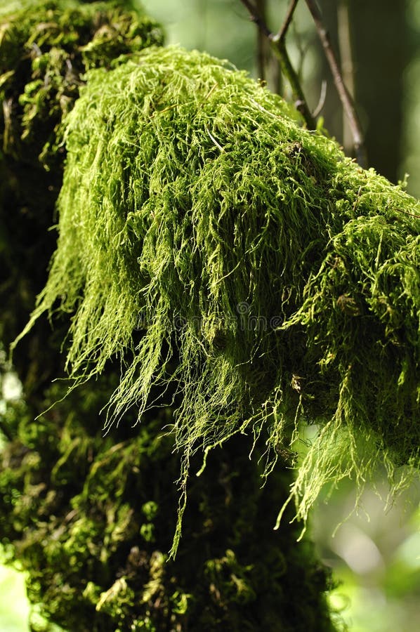 Cedar Trees Deep Forest Green Moss Covered Growth Hoh Rainforest Stock ...