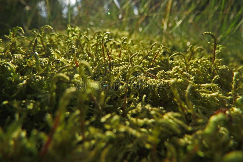 Forest Moss Close Up Macro Photo. Stock Photo - Image of bright ...