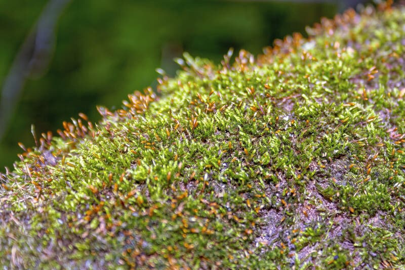 Forest Moss Close-up Natural Background. Close-up of Freshness Green ...