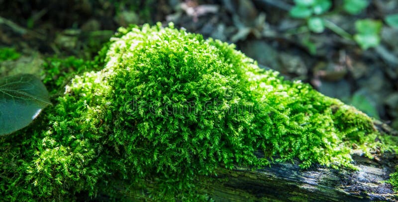 Forest moss stock image. Image of green, growth, summer - 75886413