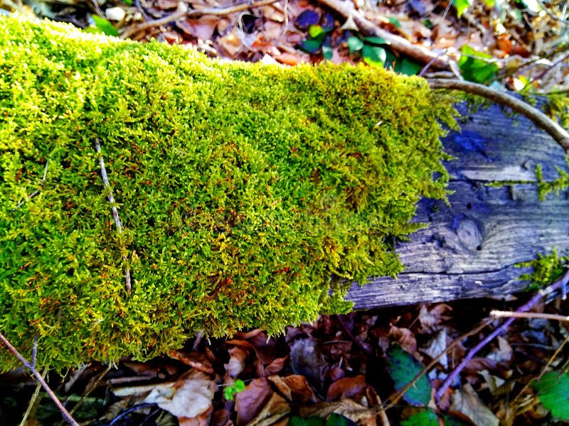 Forest moss stock photo. Image of plant, green, vegetation - 90051836